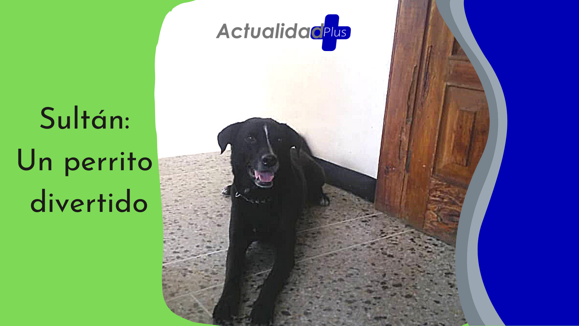 Sultán: Un perrito muy divertido - ActualidadPlus